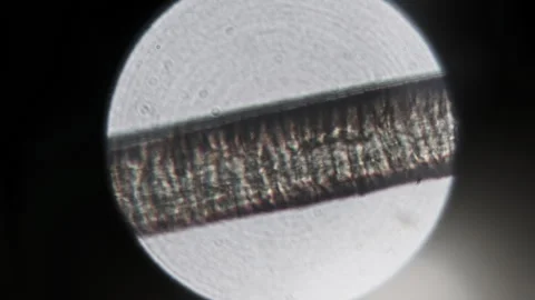 Single Human Hair Under a Microscope Mag... | Stock Video | Pond5