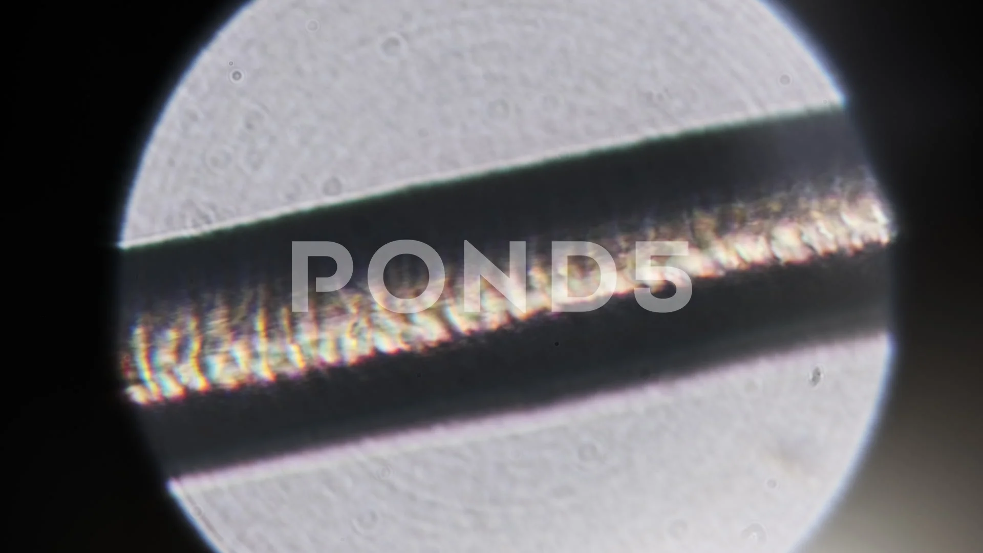 Horse Hair Under Microscope