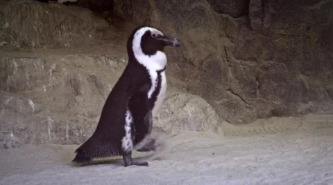 Clips From Jackass Stock Videos – Royalty-Free HD & 4K Videos