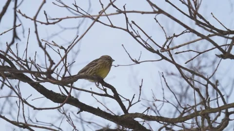 single lonely bird sitting on the branch... | Stock Video | Pond5
