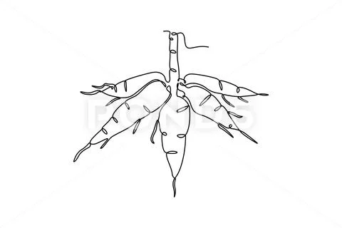 Single one line drawing of whole healthy organic cassava for plantation ...
