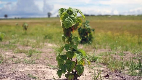 Single plant growing in arrid dry agricu... | Stock Video | Pond5
