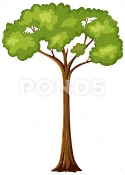 Single rainforest tree isolated on white background: Graphic #152547829