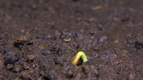 Seed Sprouting Stock Video Footage | Royalty Free Seed Sprouting Videos ...