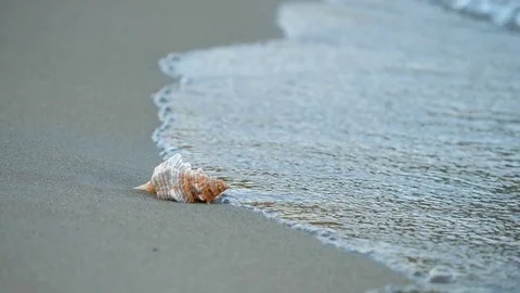 Single shell on beach, sea waves coming ... | Stock Video | Pond5