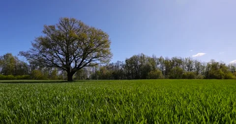 One Single Foliage Stock Videos – Royalty-Free HD & 4K Videos