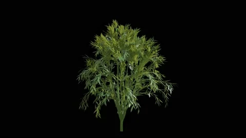 Tree Growth Animation Stock Video Footage | Royalty Free Tree Growth ...