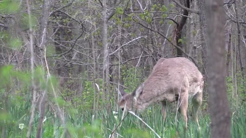 Single White Femaleing Stock Videos – Royalty-Free HD & 4K Videos | Pond5