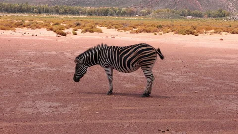 Zebra Animal Stock Footage ~ Royalty Free Stock Videos | Pond5