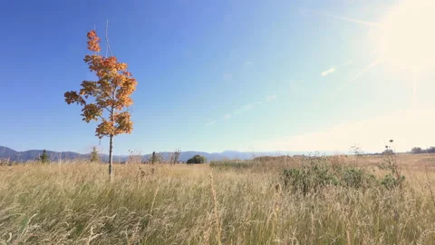 Singular Fall Tree in Grasslands in Mont... | Stock Video | Pond5