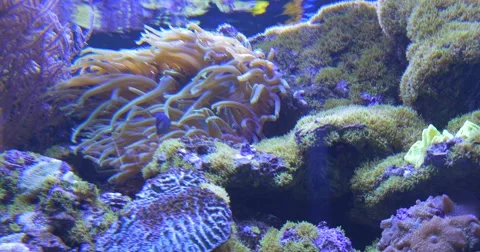 Watery Surface Stock Videos – Royalty-Free HD & 4K Videos | Pond5