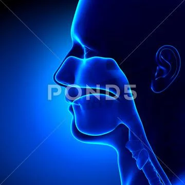 Sinuses - Clear - Head Anatomy: Royalty Free #35242162