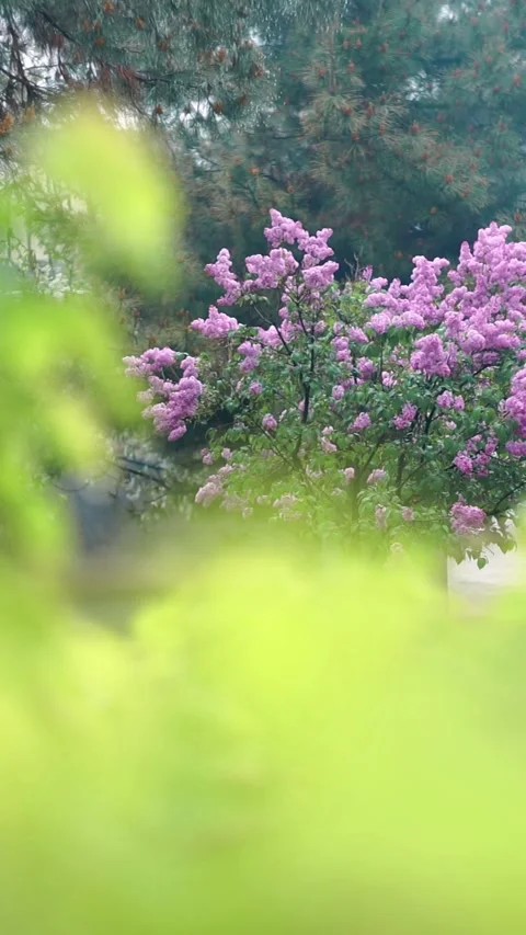 Siren Bush Stock Videos – Royalty-Free HD & 4K Videos