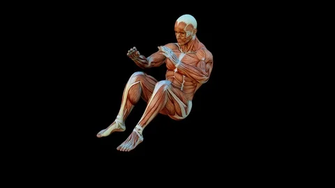 Sit Ups Human Muscles Anatomy Medical Te... | Stock Video | Pond5