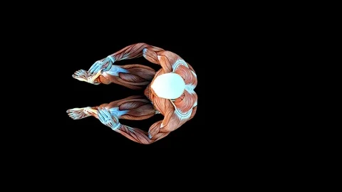 Sit Ups Human Muscles Anatomy Medical Te... | Stock Video | Pond5