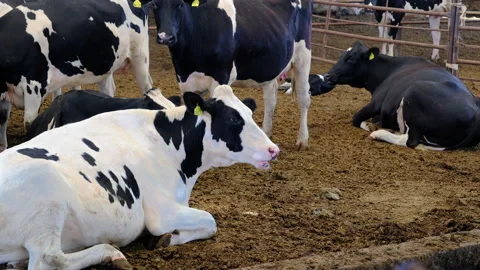 sitting and standing cows in a farm | Stock Video | Pond5