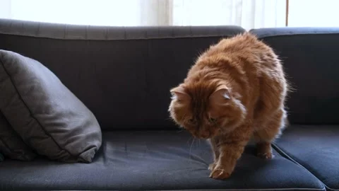 Catnap Sitting Stock Videos – Royalty-Free HD & 4K Videos | Pond5