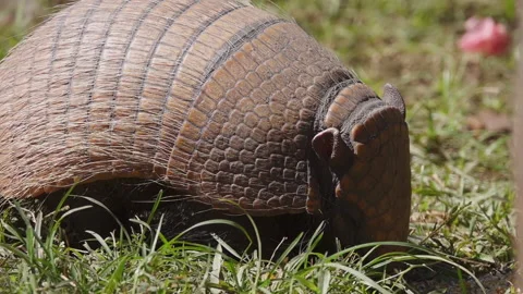 Armadillos Stock Video Footage | Royalty Free Armadillos Videos | Pond5