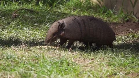 Armadillos Stock Video Footage | Royalty Free Armadillos Videos | Pond5
