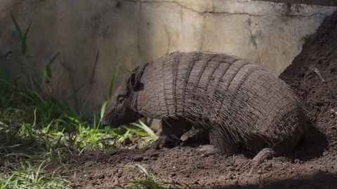 Armadillos Stock Video Footage | Royalty Free Armadillos Videos | Pond5