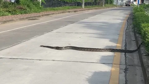 Sizable Snake Slithers Across Road, Rayo... | Stock Video | Pond5