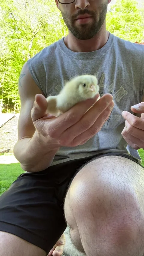 Size Comparison of a Regular Chick vs a ... | Stock Video | Pond5