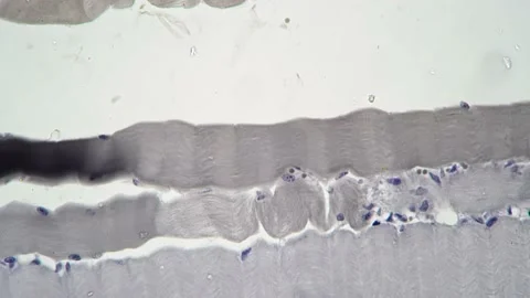 Skeletal muscle LS under microscope film... | Stock Video | Pond5