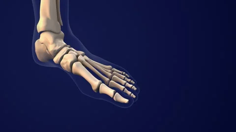 skeletal system of the human foot | Stock Video | Pond5