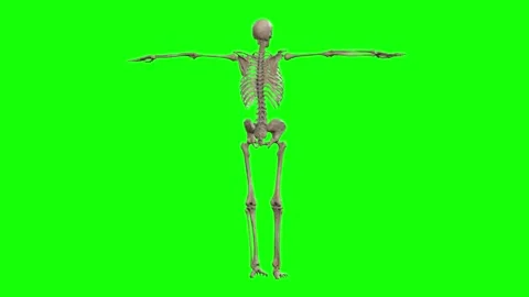 Skeleton Green Screen Stock Video Footage | Royalty Free Skeleton Green ...