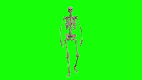 Skeleton Green Screen Stock Video Footage | Royalty Free Skeleton Green ...