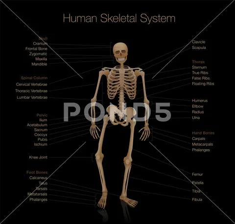 Skeleton Anatomy Human Skeletal System Chart Illustration #161732968