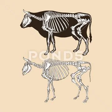 Skeleton cow vector illustration animal Illustration #280993056