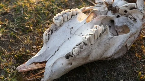 skeleton of a cow's head,cow skull and t... | Stock Video | Pond5