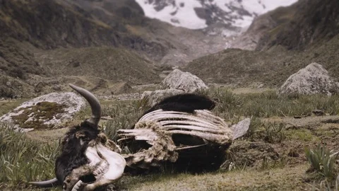 Death Cow Stock Video Footage | Royalty Free Death Cow Videos | Pond5