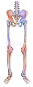 Skeleton drawing Bone system: lower limb skeleton with femur, tibia ...