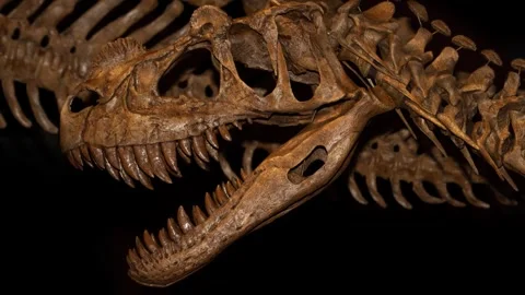 Skeleton of a fossil Ceratosaurus dinosa... | Stock Video | Pond5