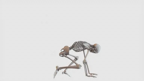 Skeleton Doing Jumping Jacks