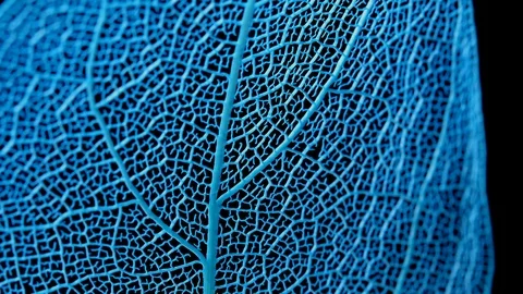 Skeleton of leaf on a black background. | Stock Video | Pond5