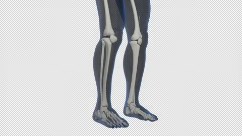 Skeleton Legs Stock Videos – Royalty-Free HD & 4K Videos