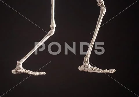Skeleton legs going on black background. Side view. Anatomy, Halloween ...
