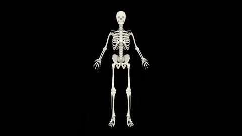 Skeleton Male Idle scan system | Stock Video | Pond5
