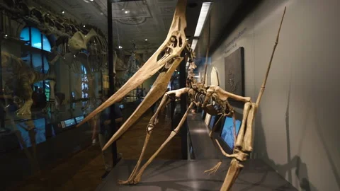 The skeleton of a prehistoric bird in th... | Stock Video | Pond5