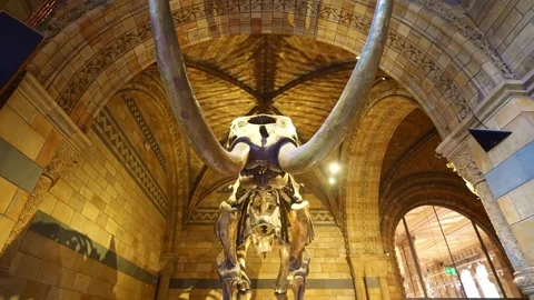 Skeleton of prehistoric jurrasic animal ... | Stock Video | Pond5