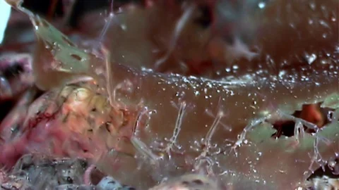 Skeleton sea goat Caprella underwater on... | Stock Video | Pond5