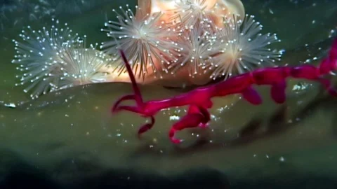 Goat Ocean Stock Video Footage | Royalty Free Goat Ocean Videos | Pond5