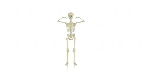 Skeleton strikes bodybuilder poses. Loop... | Stock Video | Pond5