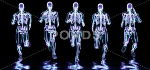 Skeleton system of running man, bone Anatomy while run, human physical ...