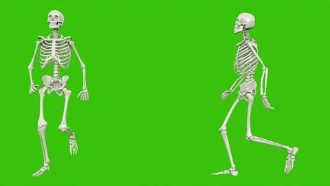 Skeleton walk. Seamless loop animation o... | Stock Video | Pond5