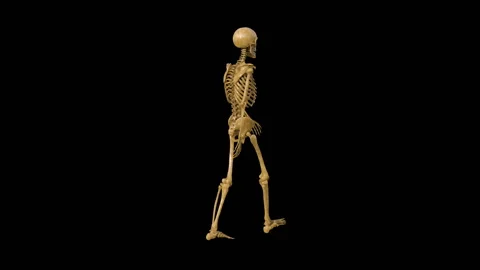 skeleton walks , animation, green backgr... | Stock Video | Pond5