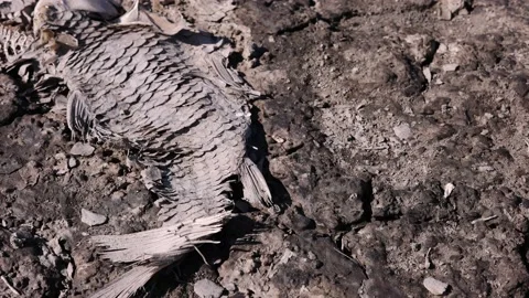 Skeletonized fish bodies dead in a dried... | Stock Video | Pond5